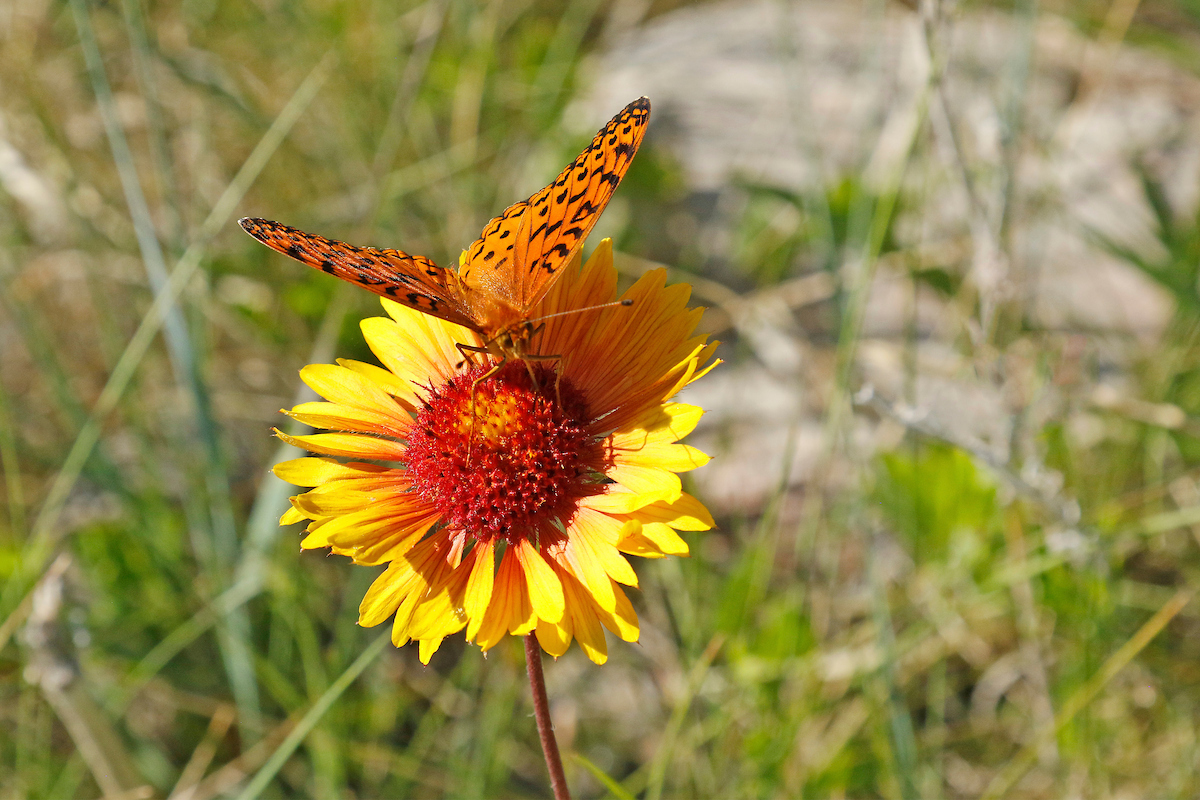 5 Ways to Support Pollinators with Your Kids | Great Outdoors Colorado